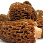 Tips, tricks and facts | Australian Mushrooms