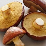 Tips, tricks and facts | Australian Mushrooms